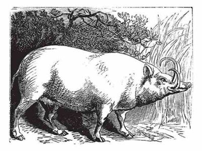 Protecting Indonesia’s “Kosher Pig” – Mother Earth News